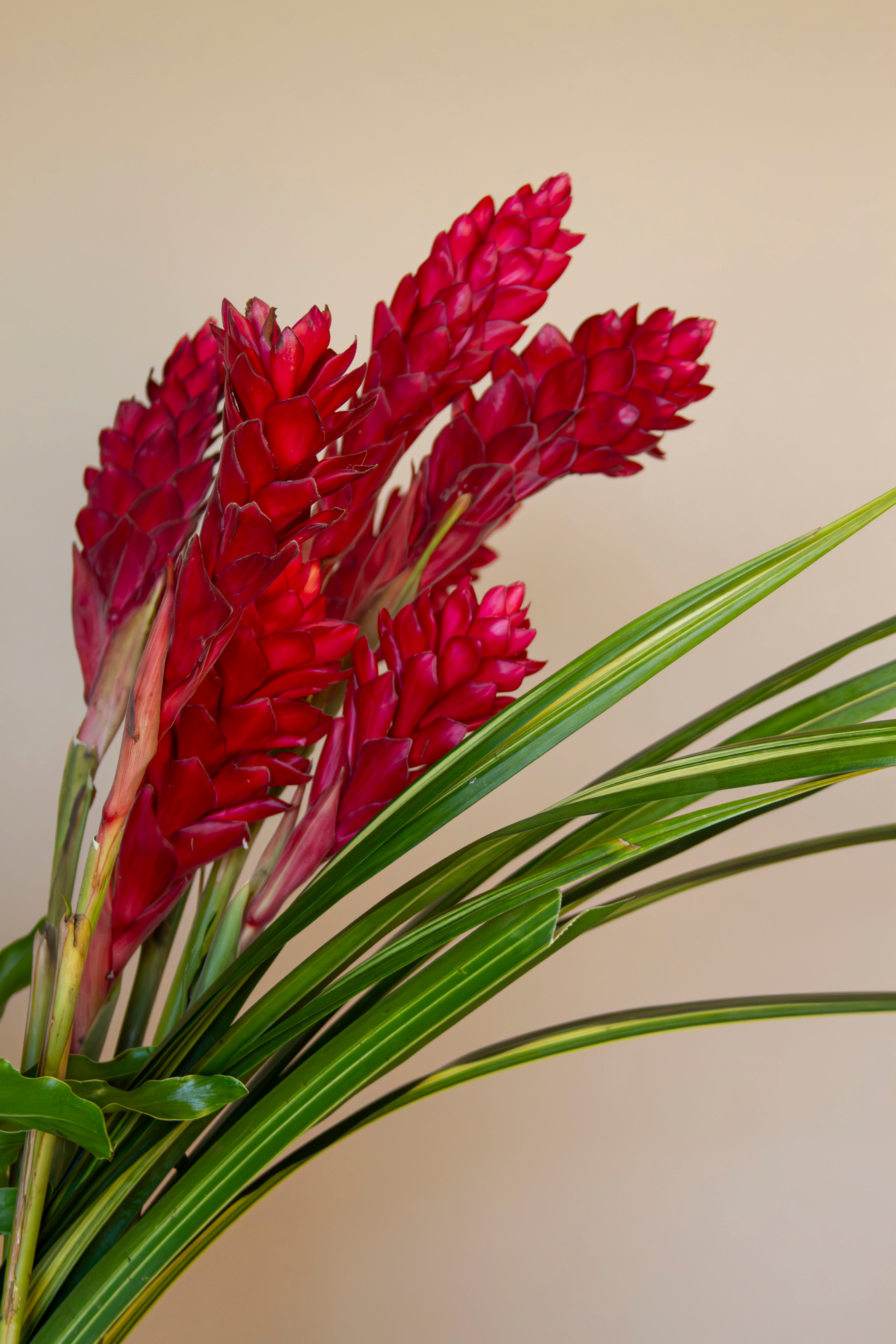 Membresía Plus Lum Flores – LUM Flores